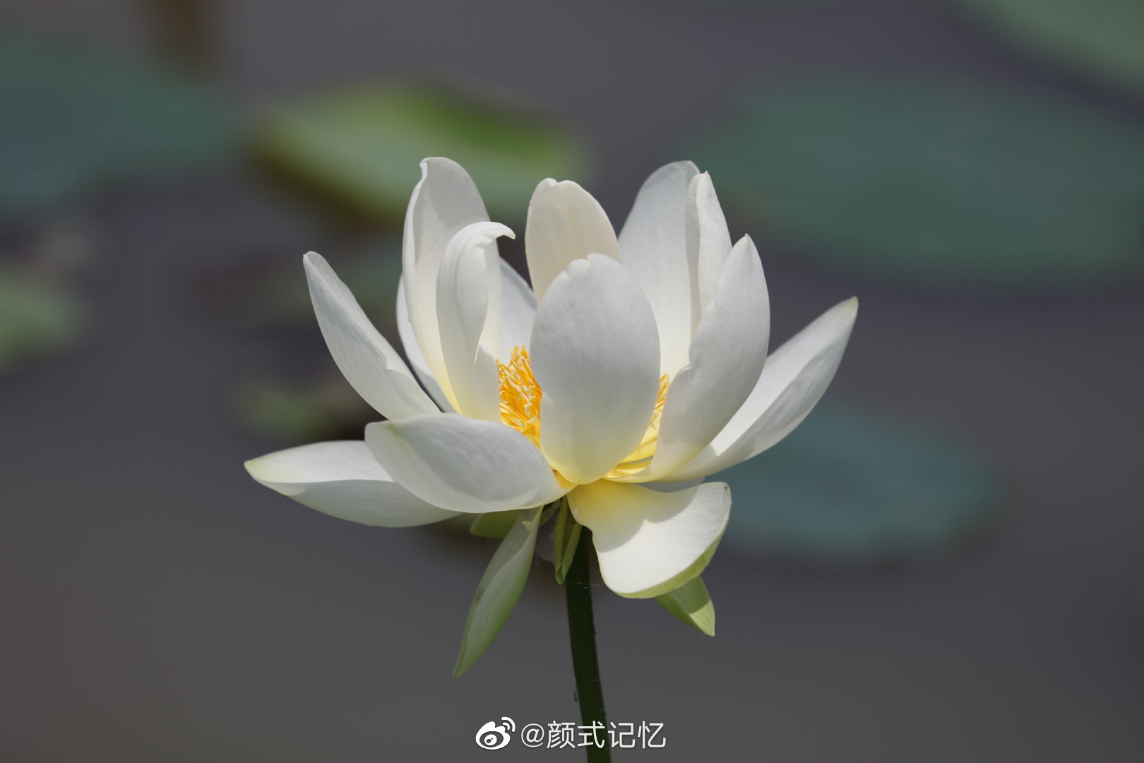 孤芳 傲莲池一一白莲花孤傲绽放……__财经头条