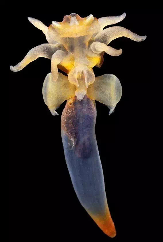 冰海精灵 / 裸海蝶 / 海天使Clione limacina学名源自希腊神话中海