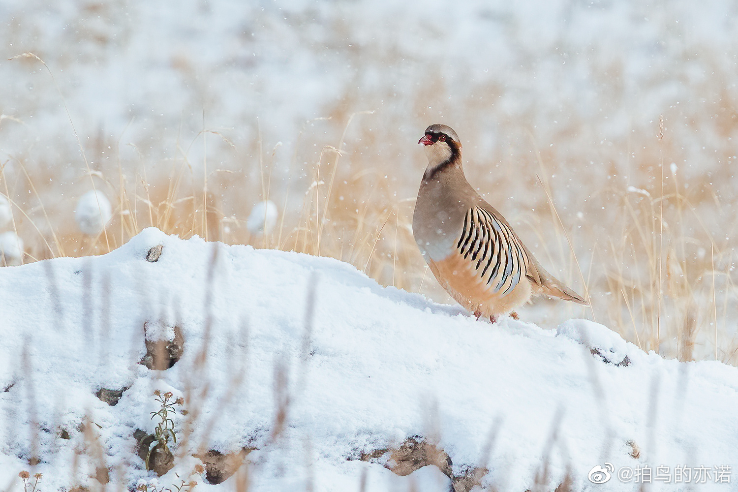 雪地大石鸡。大石鸡（Alectoris magna）是中国特有种……