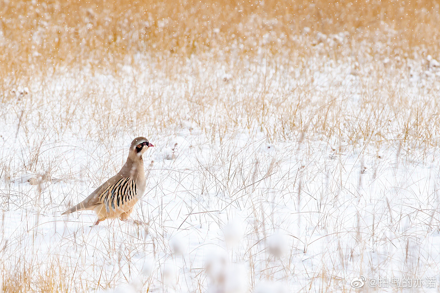 雪地大石鸡。大石鸡（Alectoris magna）是中国特有种……