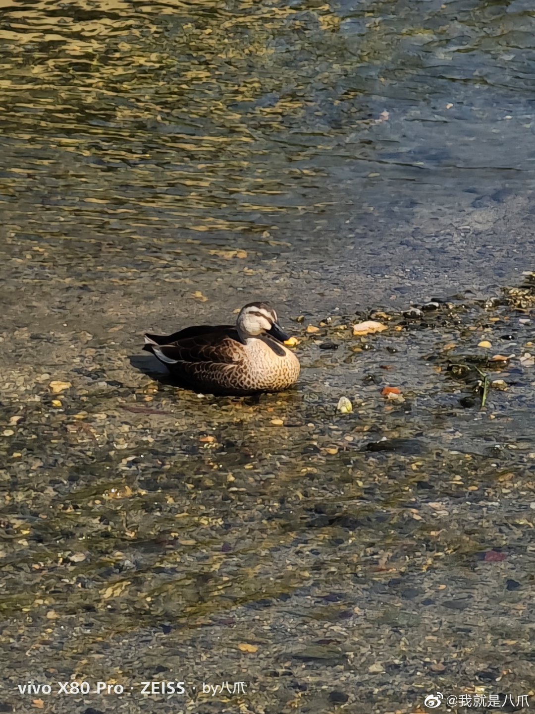 Day 53 空が青い！ 北京Duck很美味しい__财经头条