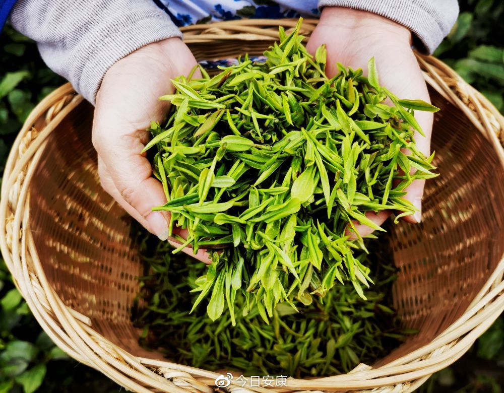 陕西安康百万余亩春茶进入采摘期