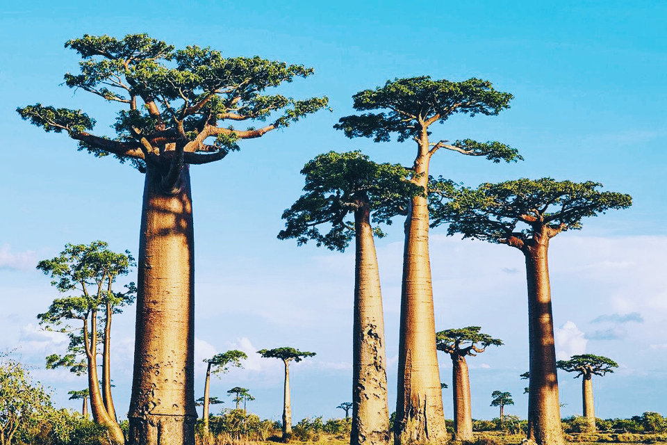 非洲的猴面包树 想起了小王子