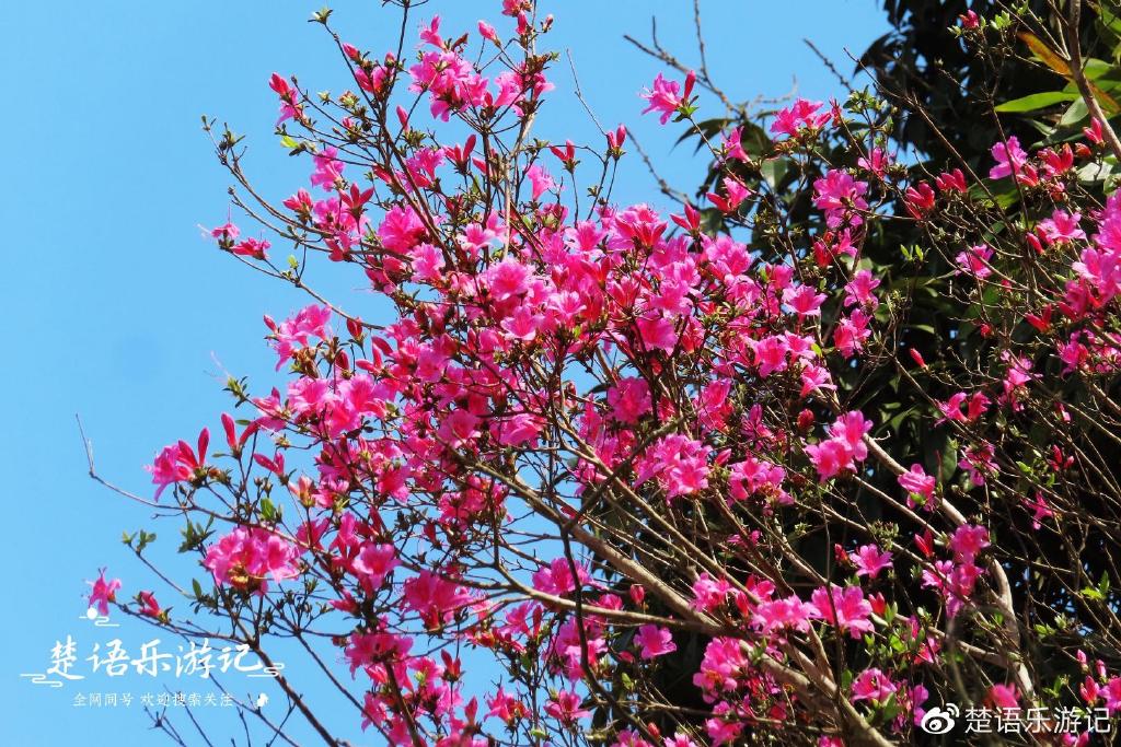 浙江宁波8大最美杜鹃花欣赏地，居山临水风光各异，全部免费开放