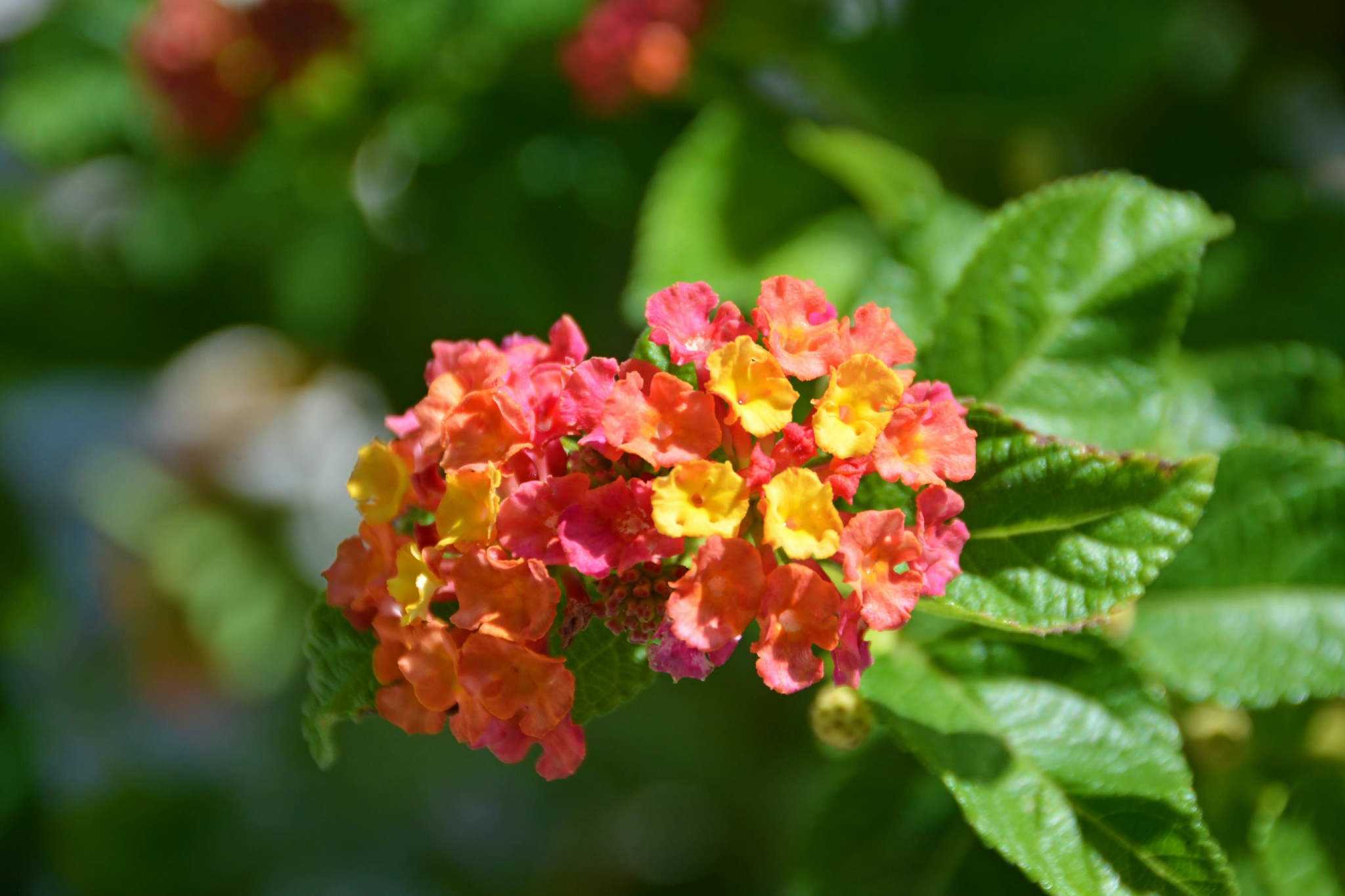 五色梅也叫马缨丹，原创拍摄__财经头条