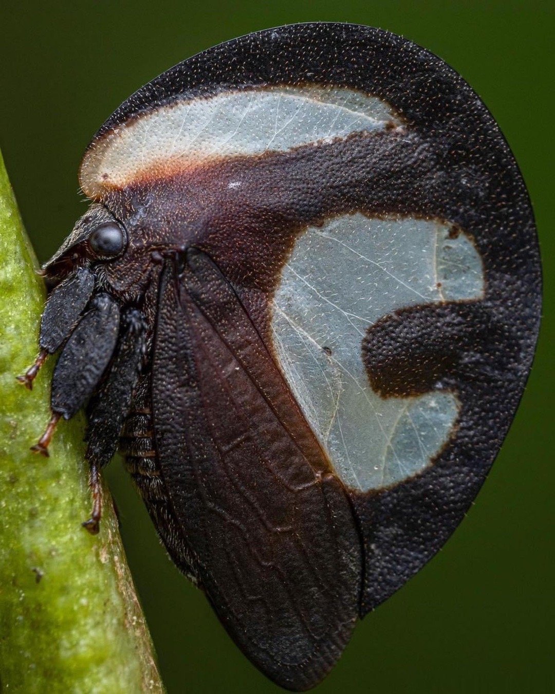 黑白角蝉Membracis foliata__财经头条