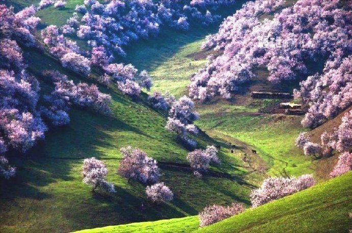 伊犁杏花沟