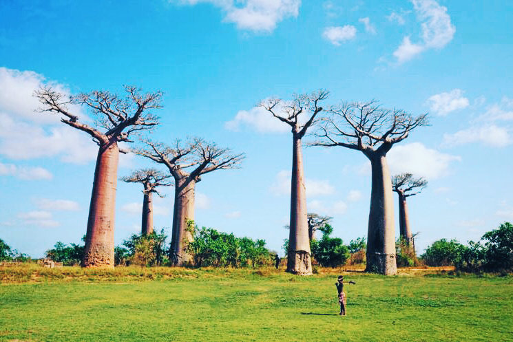 非洲的猴面包树 想起了小王子