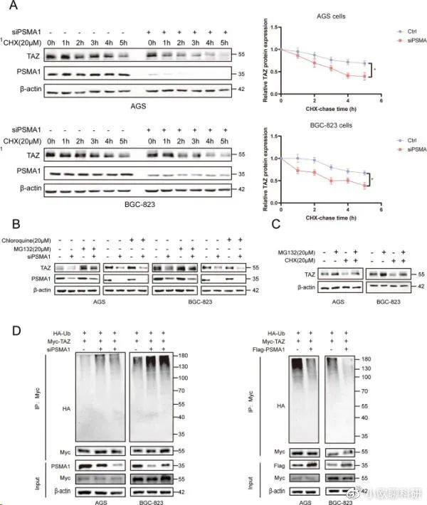 生物学一区TMT标记定量蛋白组学探究胃癌发展潜在机制