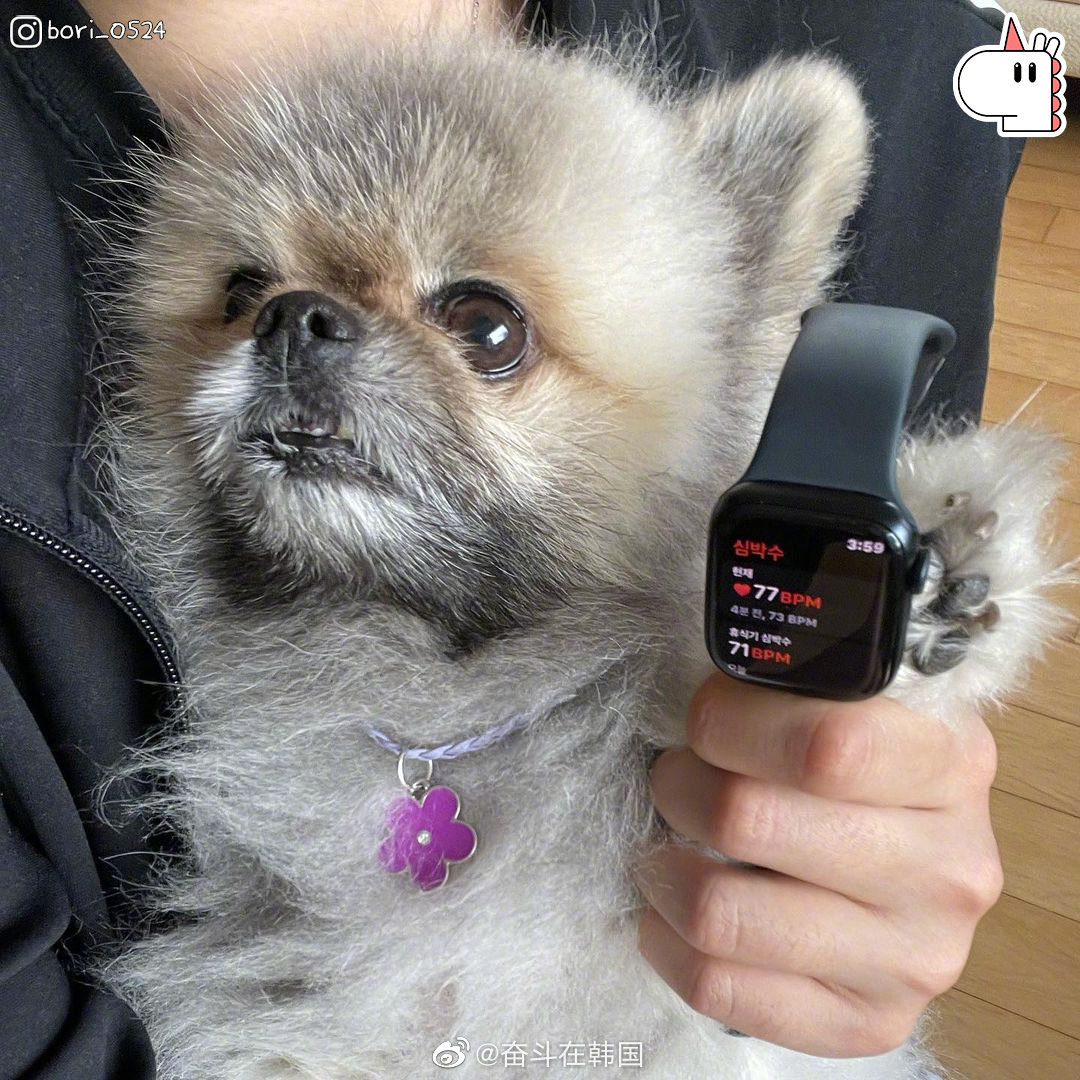 哦~用Apple Watch还可以给小狗测心率哈哈哈