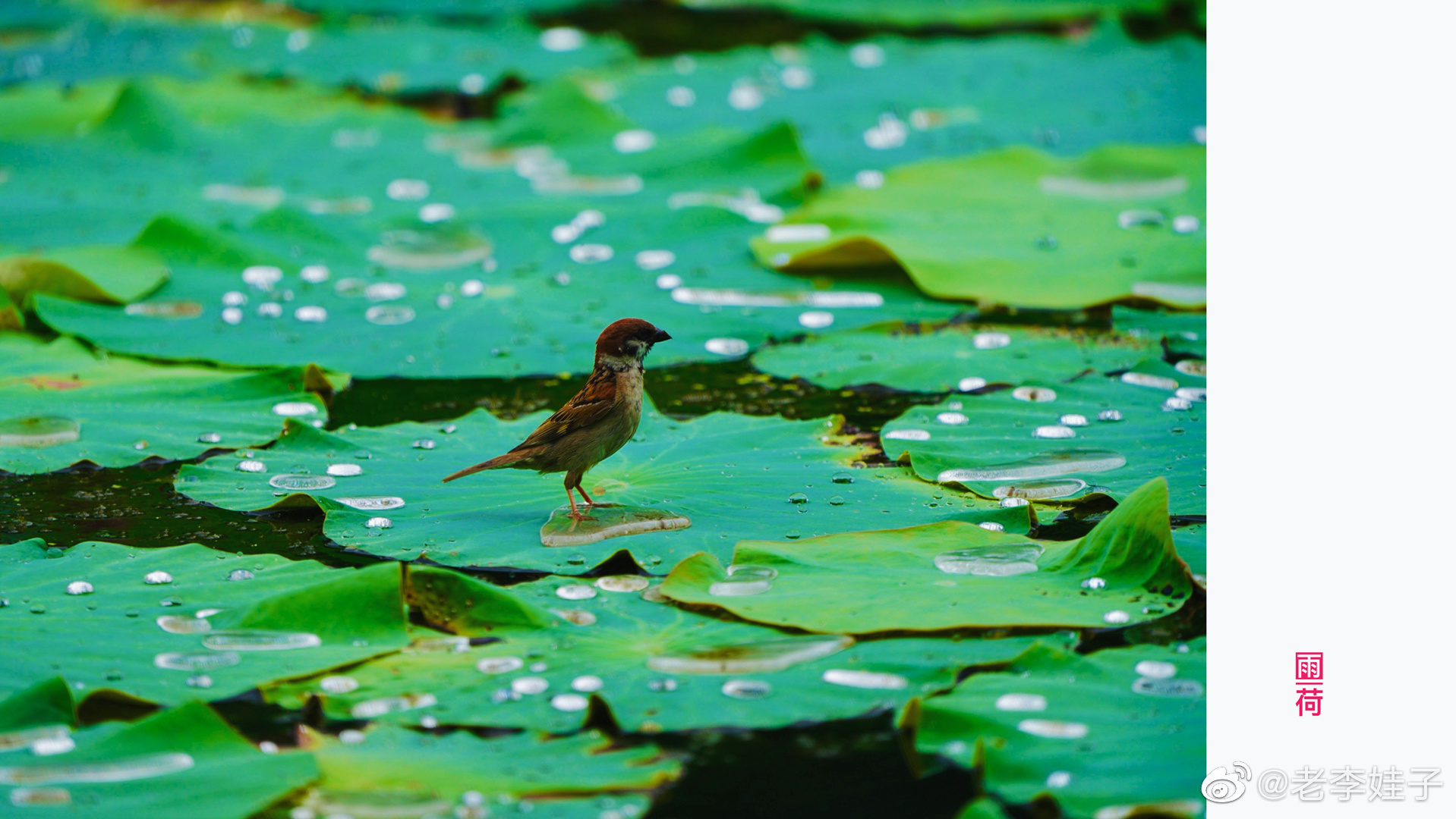 終於下雨了 @随手拍长春 @长春情报站 @a7CLUB a7r4 200-600