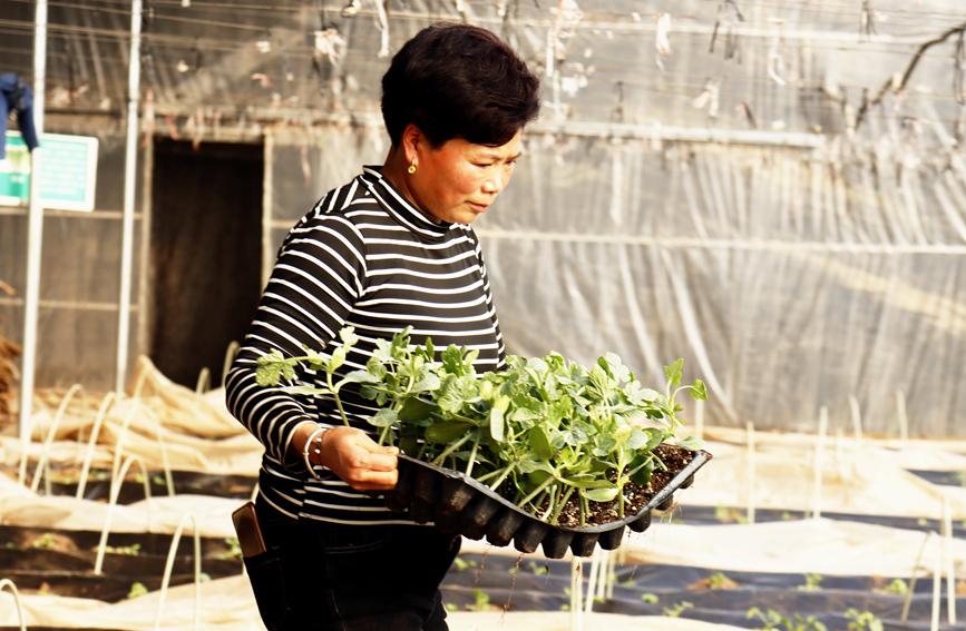 河南宝丰：特色西瓜种出乡村振兴“甜蜜产业”