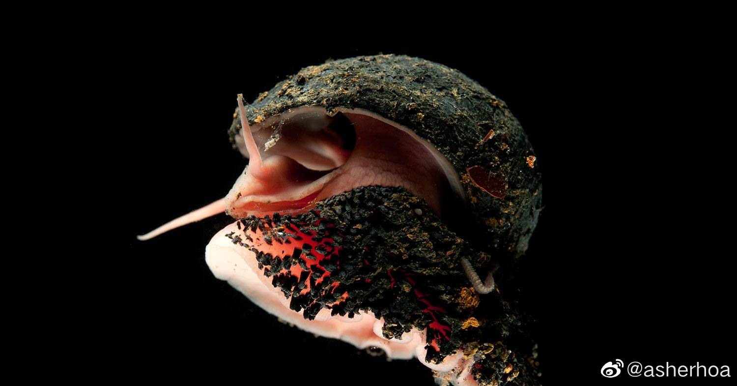 这种生活于印度洋深海的鳞角腹足蜗牛（Chrysomallon squamiferum）自