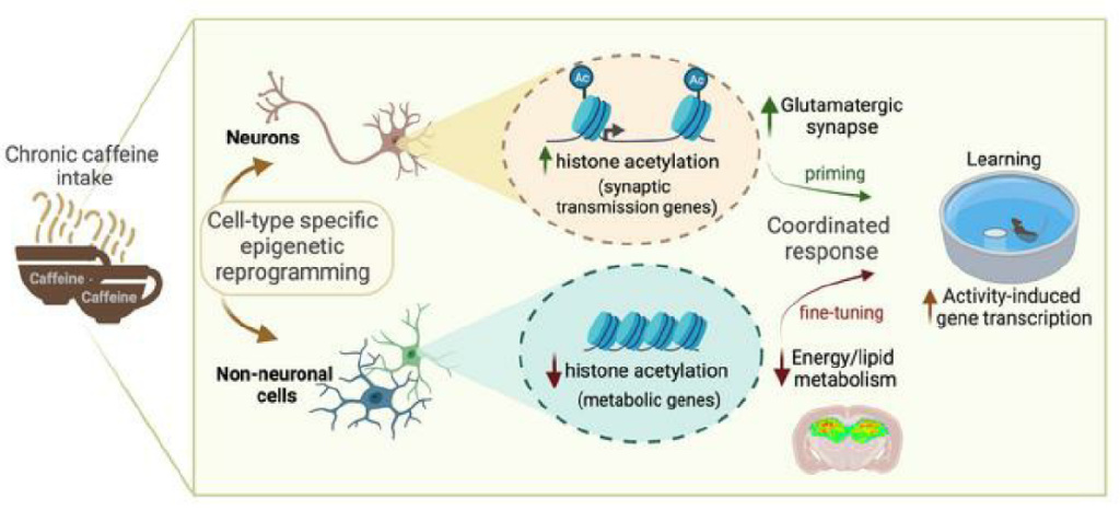 太神奇了！多项研究证实：每天两杯咖啡，延长寿命还有益大脑