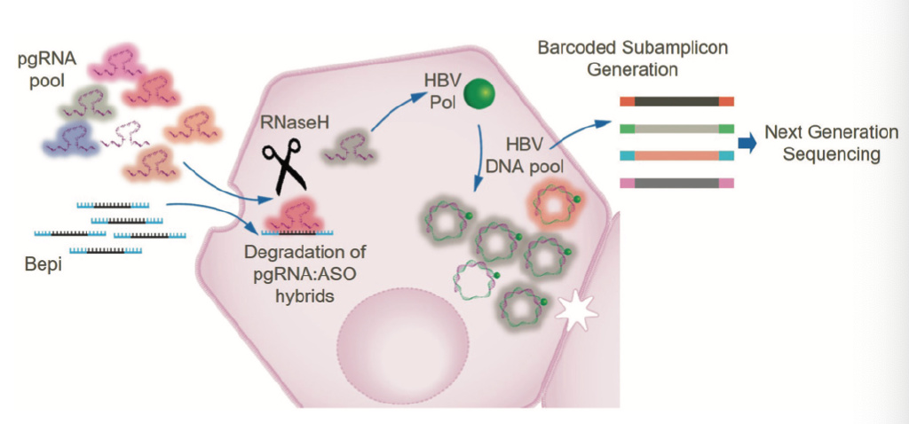乙肝在研新药GSK836，RNA启动系统，可体外评估对变体疗效|基因型|变体|乙肝_新浪新闻