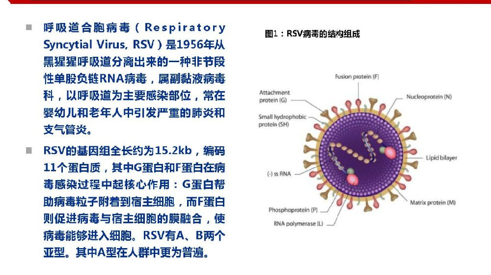 医药行业专题报告：RSV疫苗，百亿市场待开启|蛋白|构象|病毒_新浪新闻