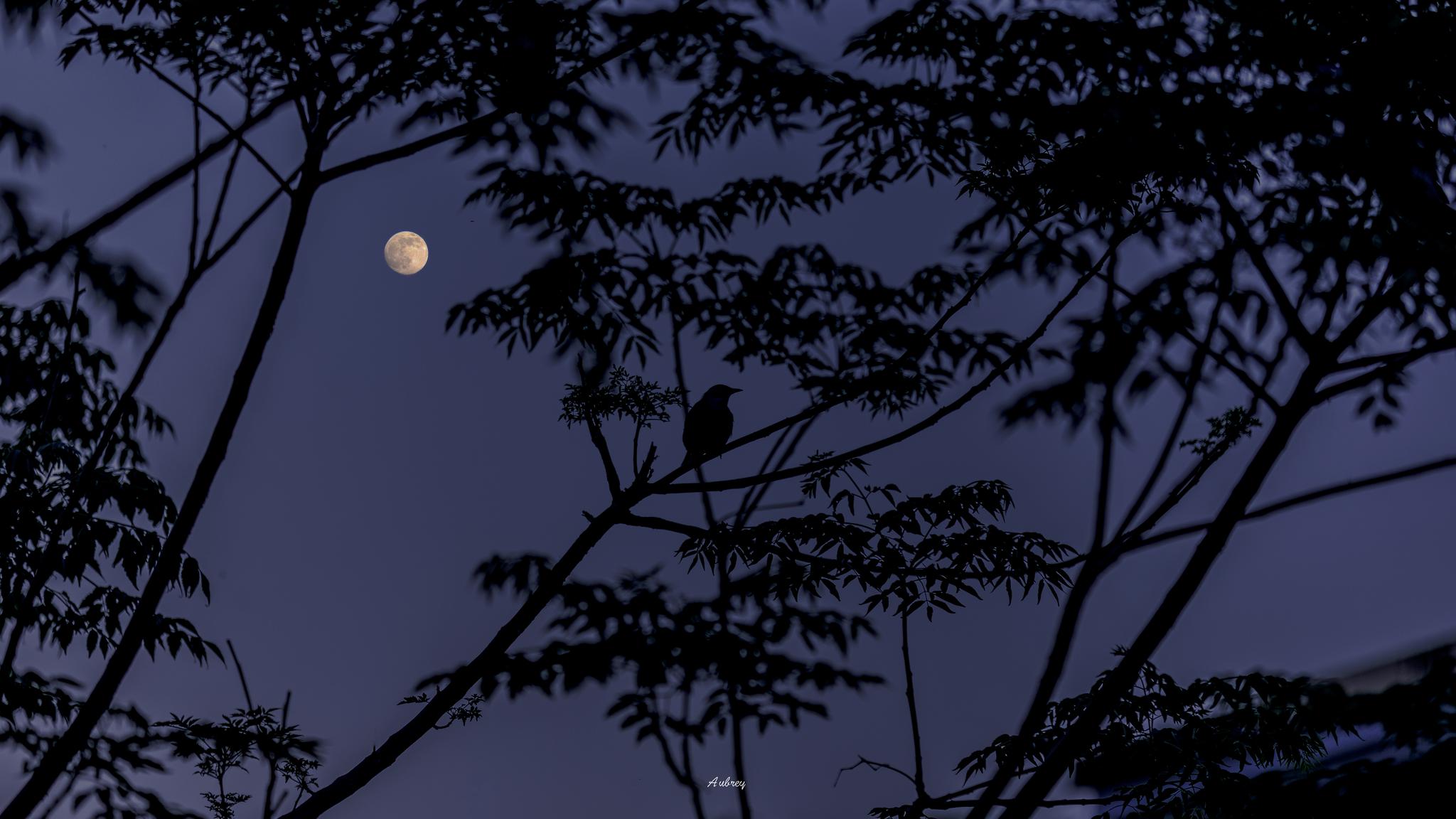 Cross the stars over the moon to meet your better self