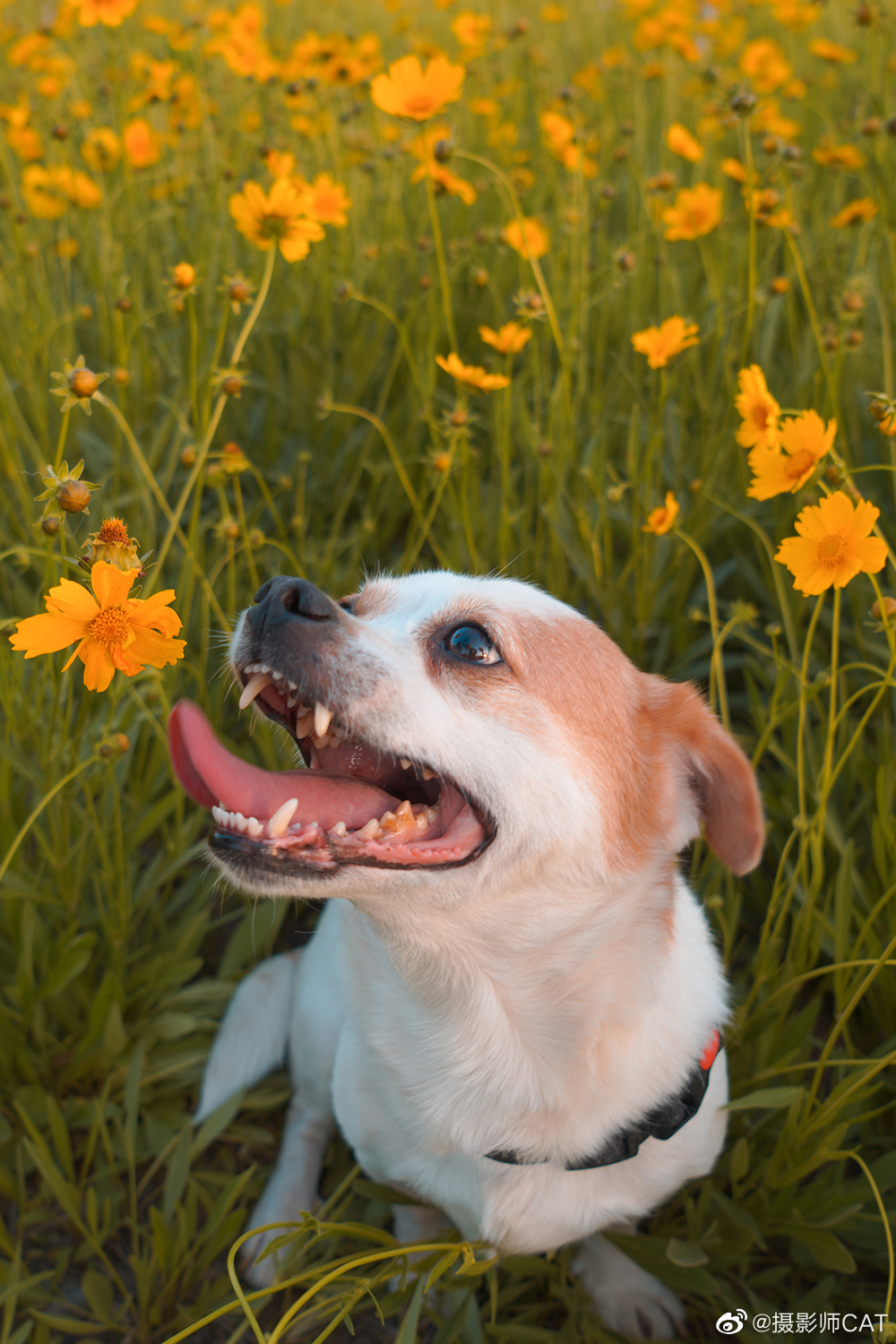 石家庄太美了！携狗子🐶们给大家乐一个