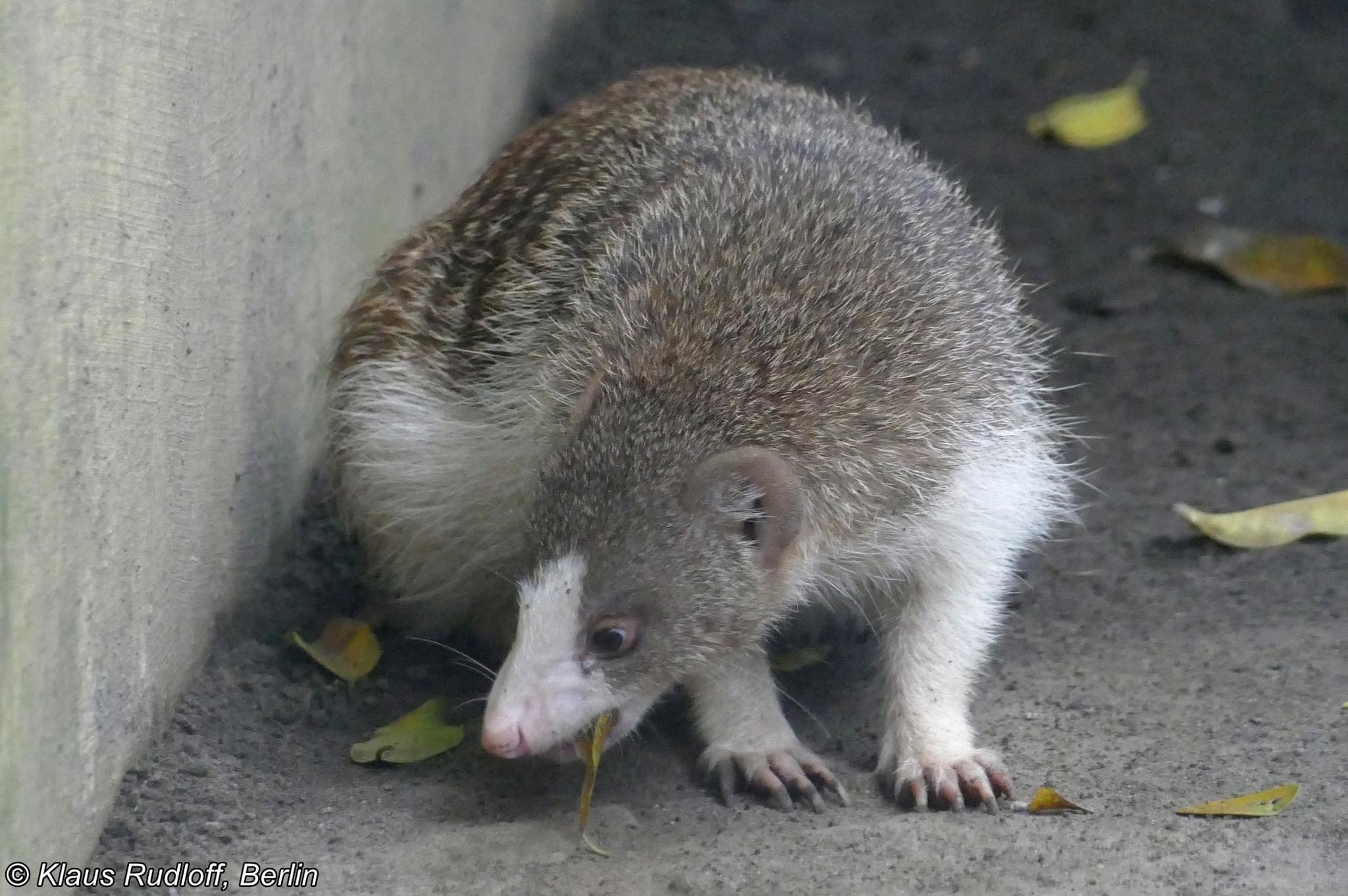 缟獴/非洲獴Mungos mungo__财经头条