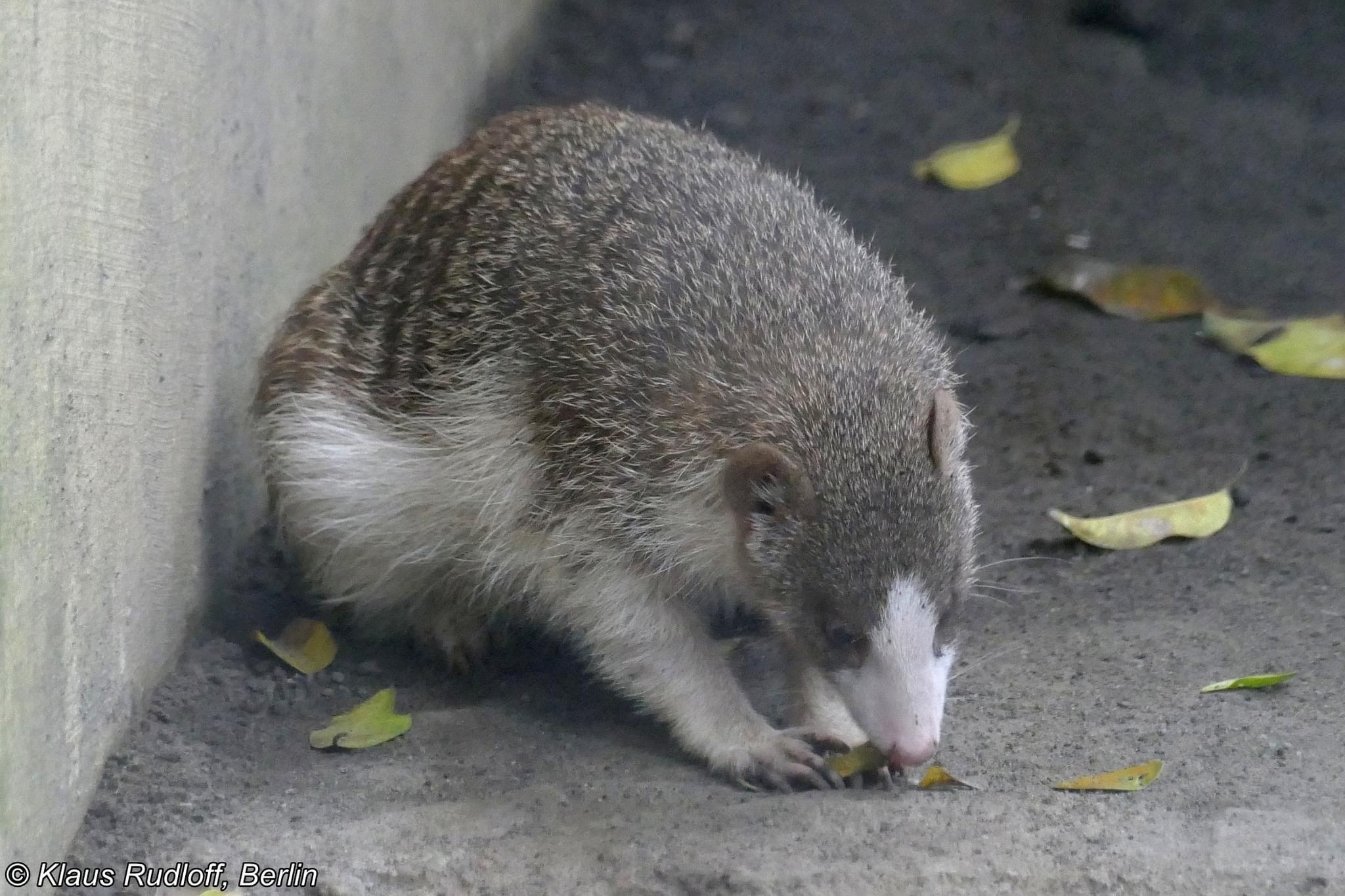 缟獴/非洲獴Mungos mungo__财经头条