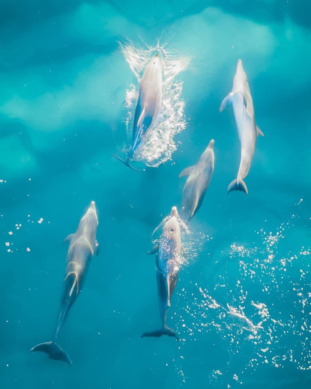 埃斯佩兰斯的夏天🐬🐋（📷JAXON ROBERTS