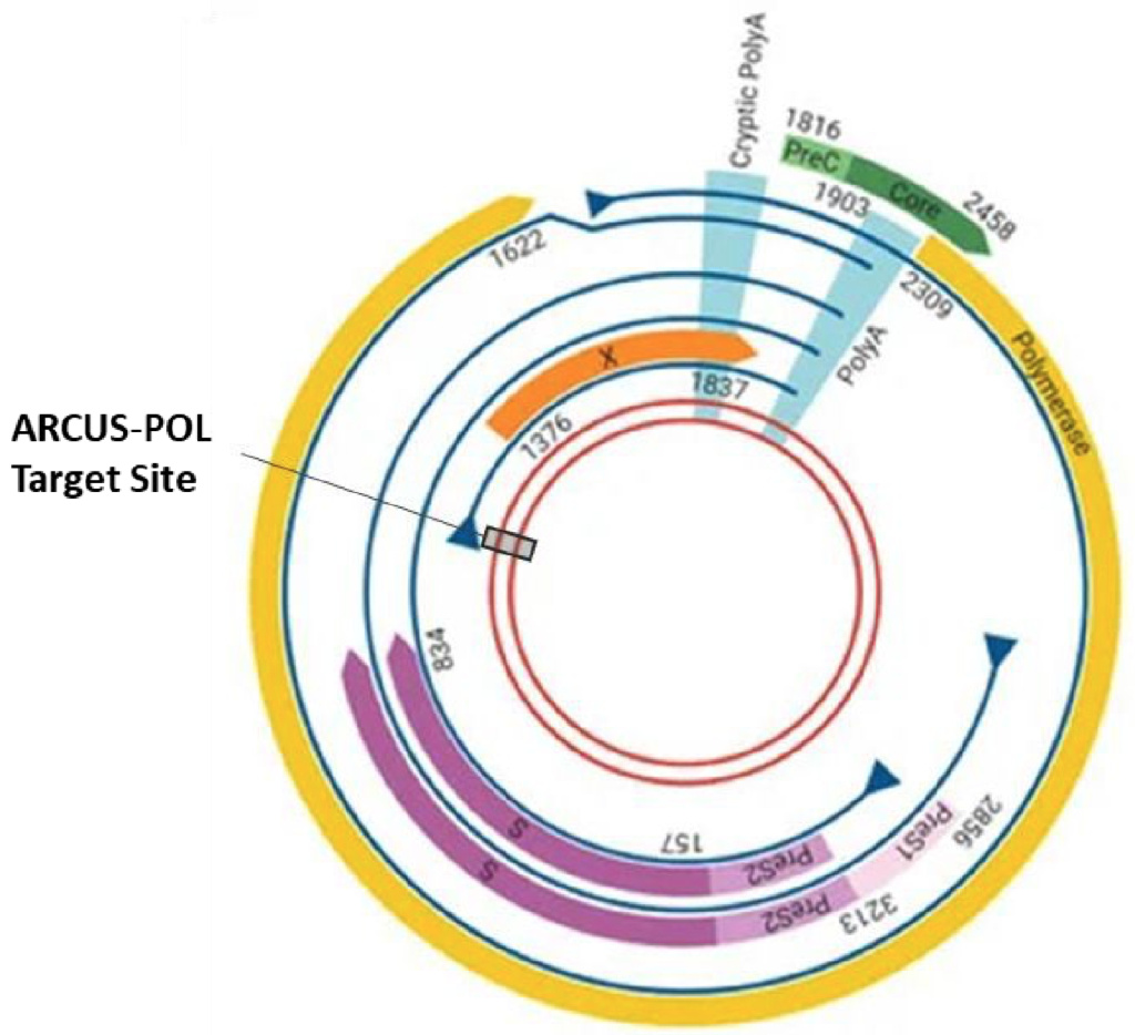 乙肝药物开发趋势，ARCUS-POL核酸酶，减少cccDNA及HBsAg可行性