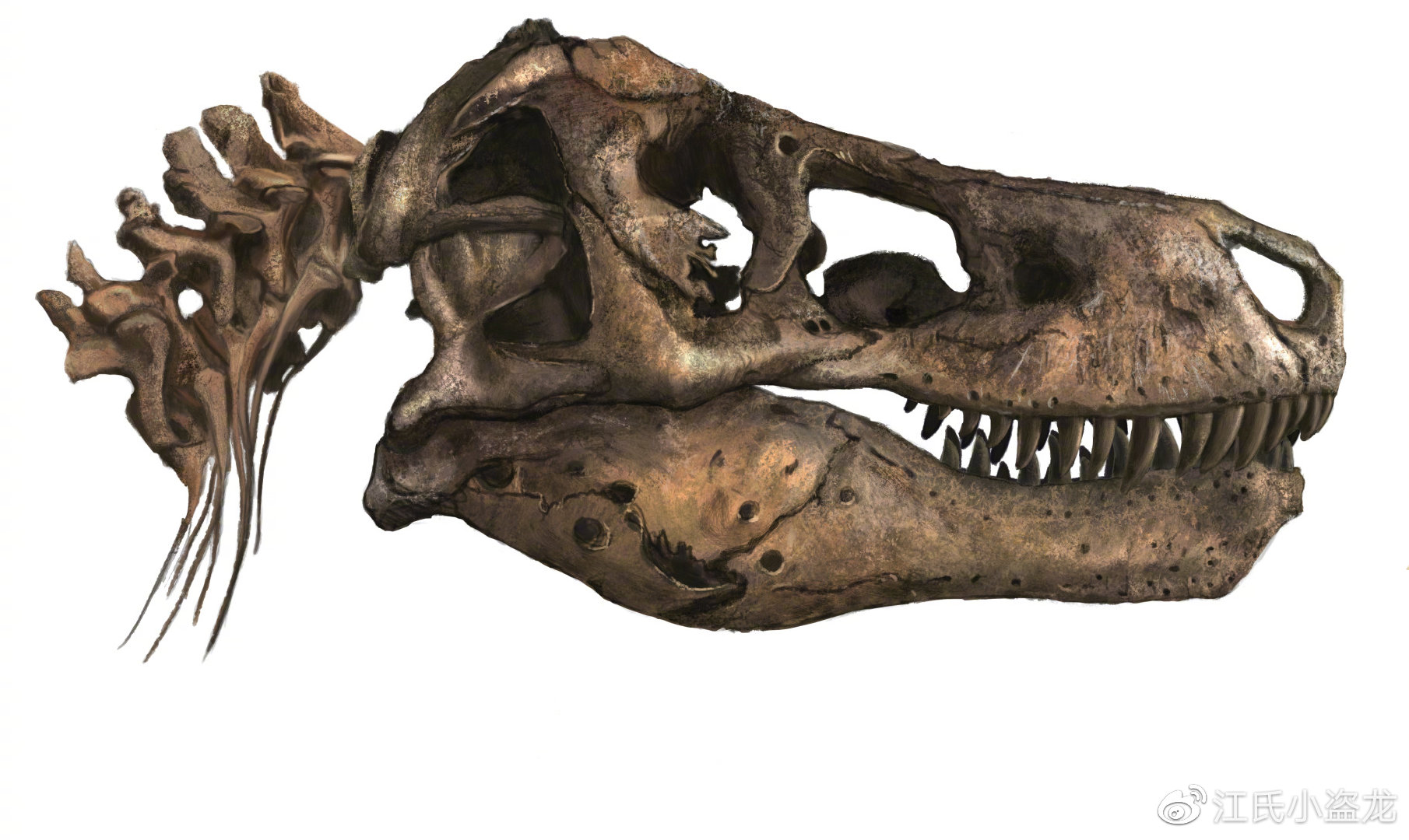 霸王龙凶不露齿！