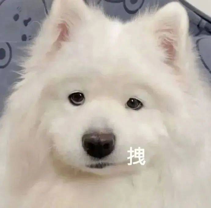 表情包 | 你在狗叫什么？ 拿图点赞、吱声