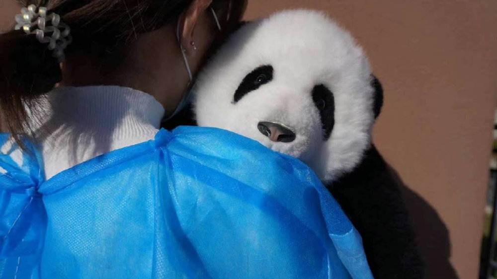 周边销量飙升906%！身高一米五，这个“女明星”火了|小红书|熊猫|大熊猫|仿真|女明星_新浪新闻