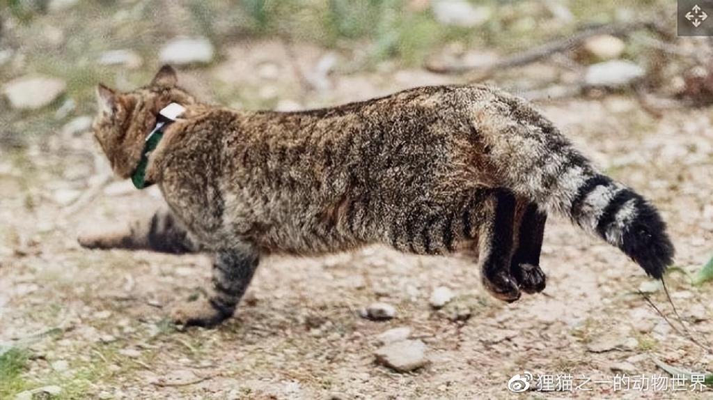 地中海人传说中猎杀山羊的“猫狐”，科学家：遗传学证明真实存在