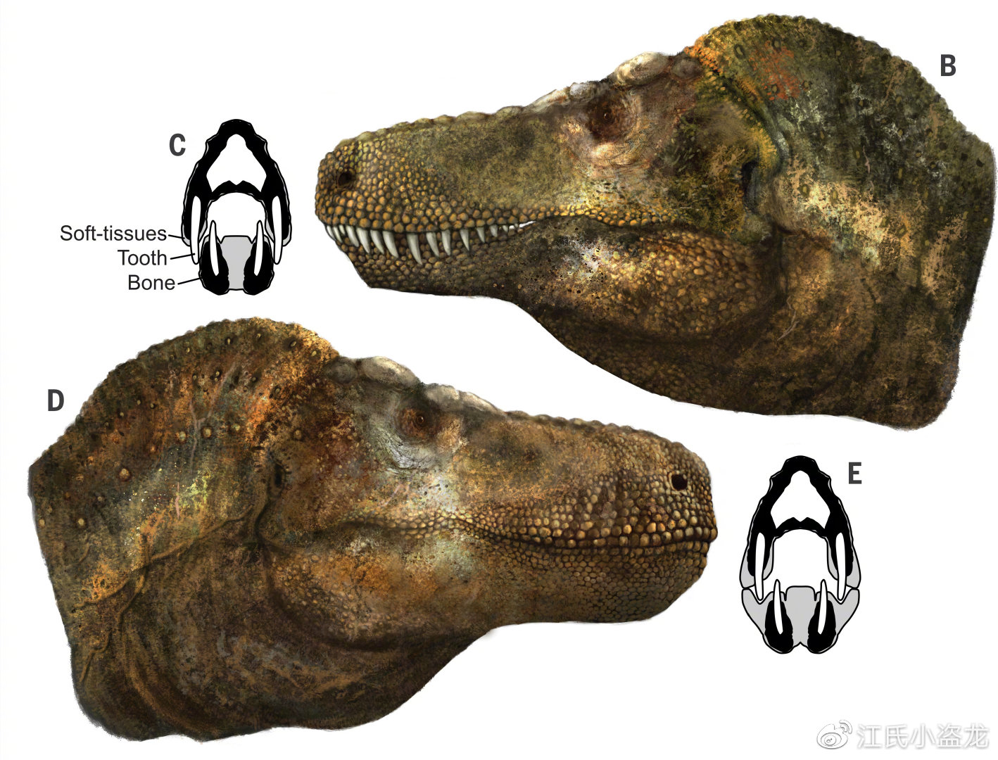 霸王龙凶不露齿！