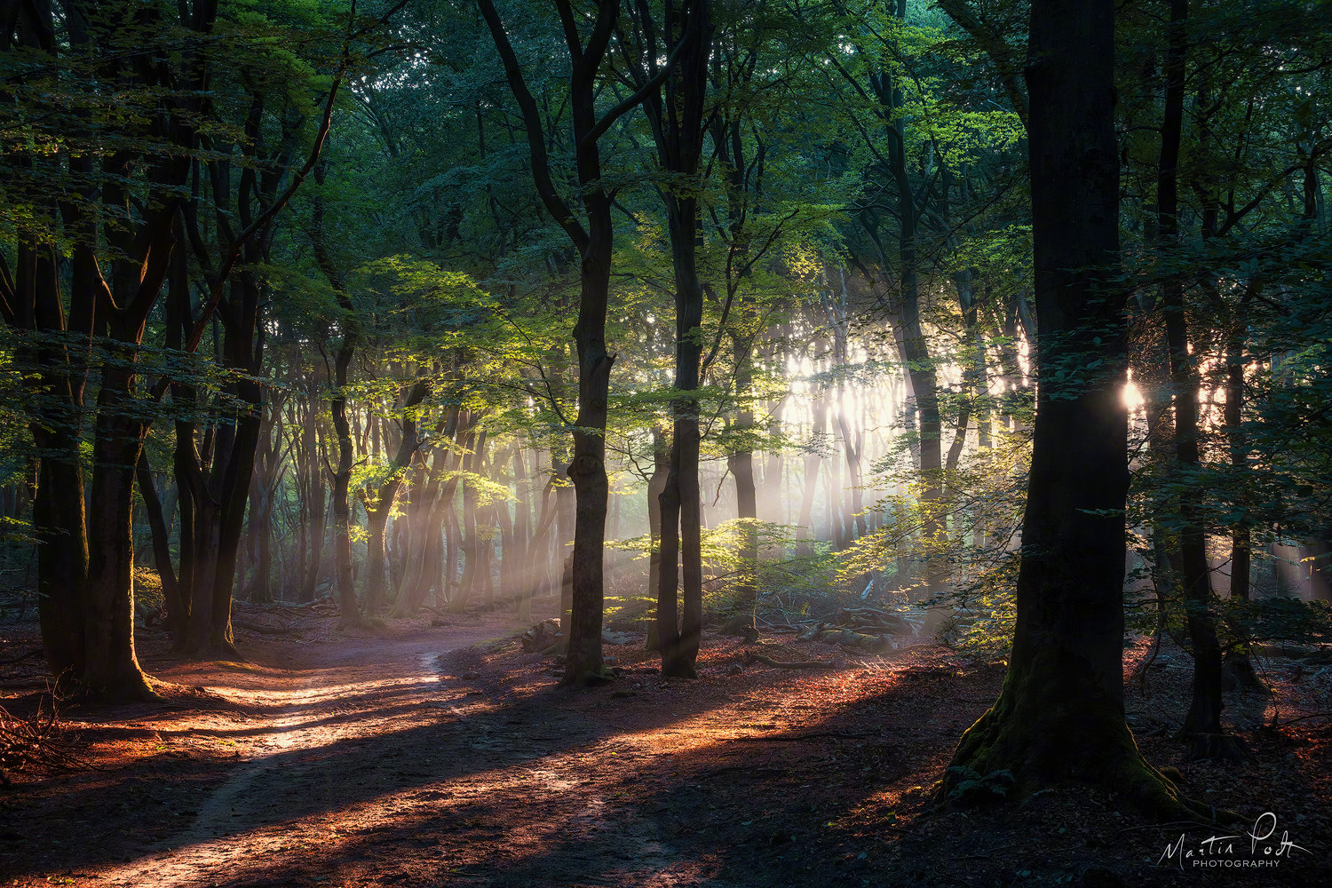 森林之晨荷兰摄影师 Martin Podt