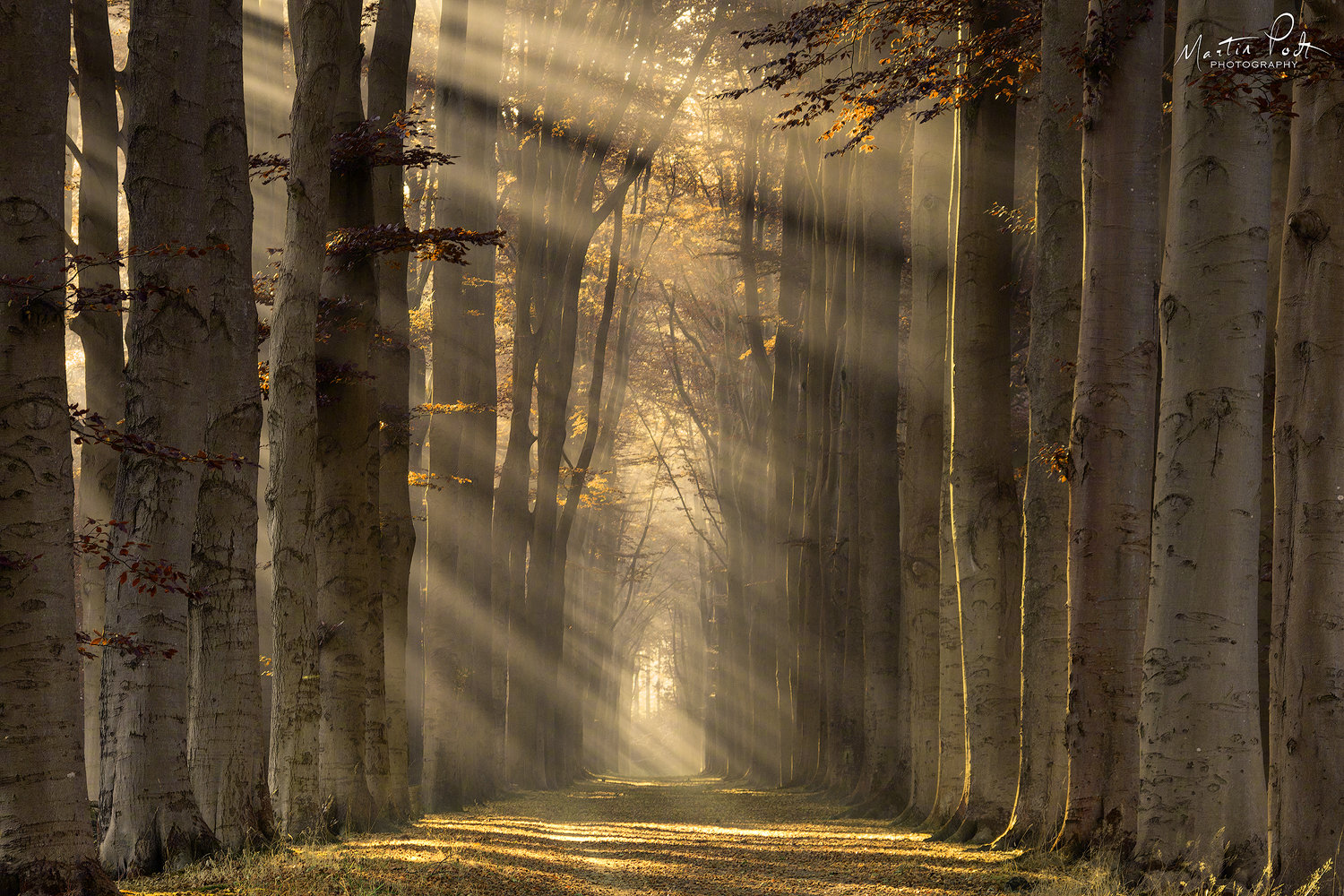 森林之晨荷兰摄影师 Martin Podt