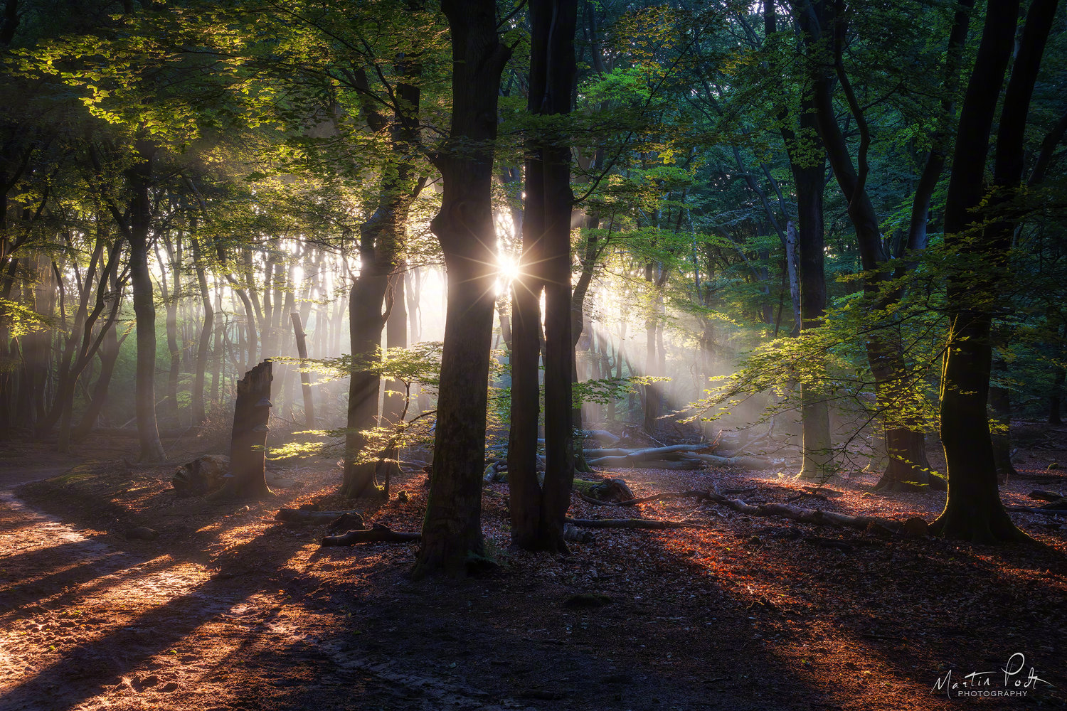 森林之晨荷兰摄影师 Martin Podt