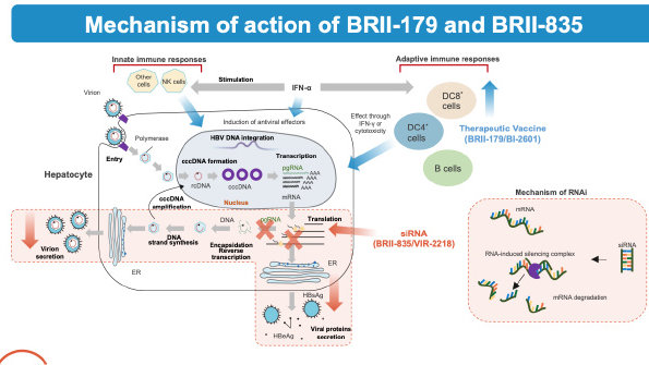 乙肝在研新药BRII-179，BRII-835及BRII-877，2022年即将到来进展|腾盛|受试者|疗法_新浪新闻