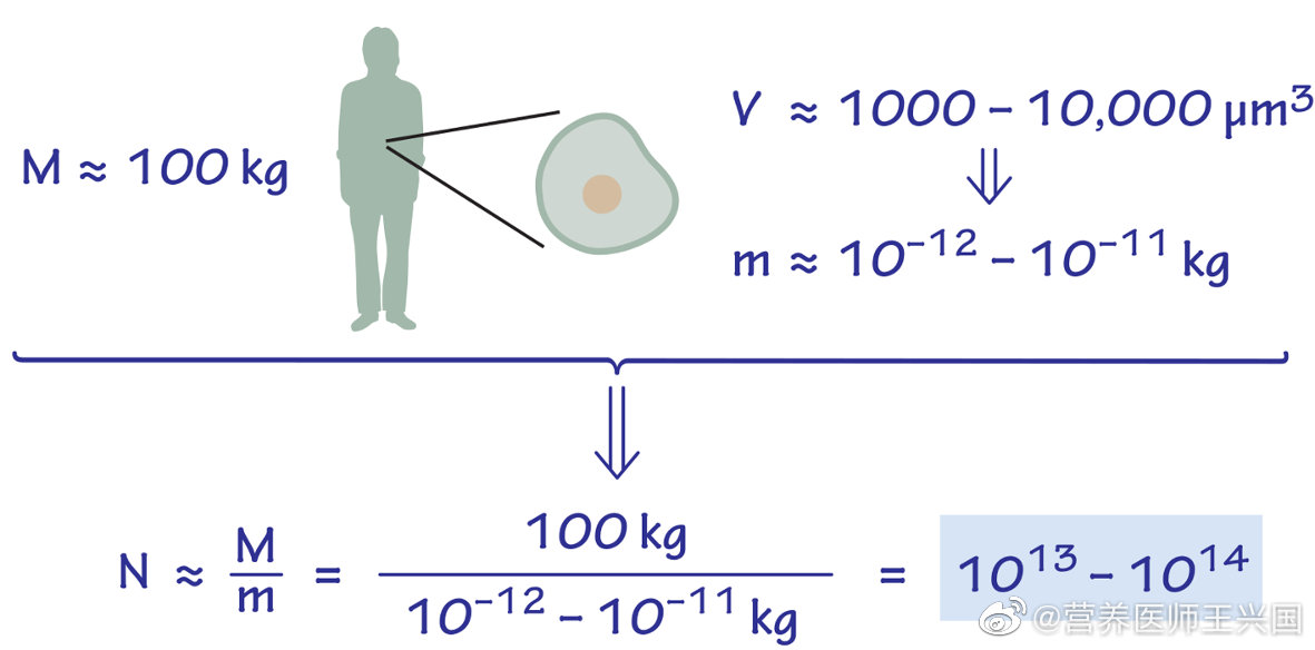 关于人体细胞数量、人体细菌（微生物/菌群）数量的更新数据（文献见