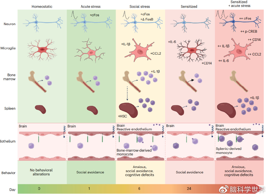 Nat Immun最新综述：总结社会应激诱导神经免疫调节机制|糖皮质激素|应激|细胞_新浪新闻