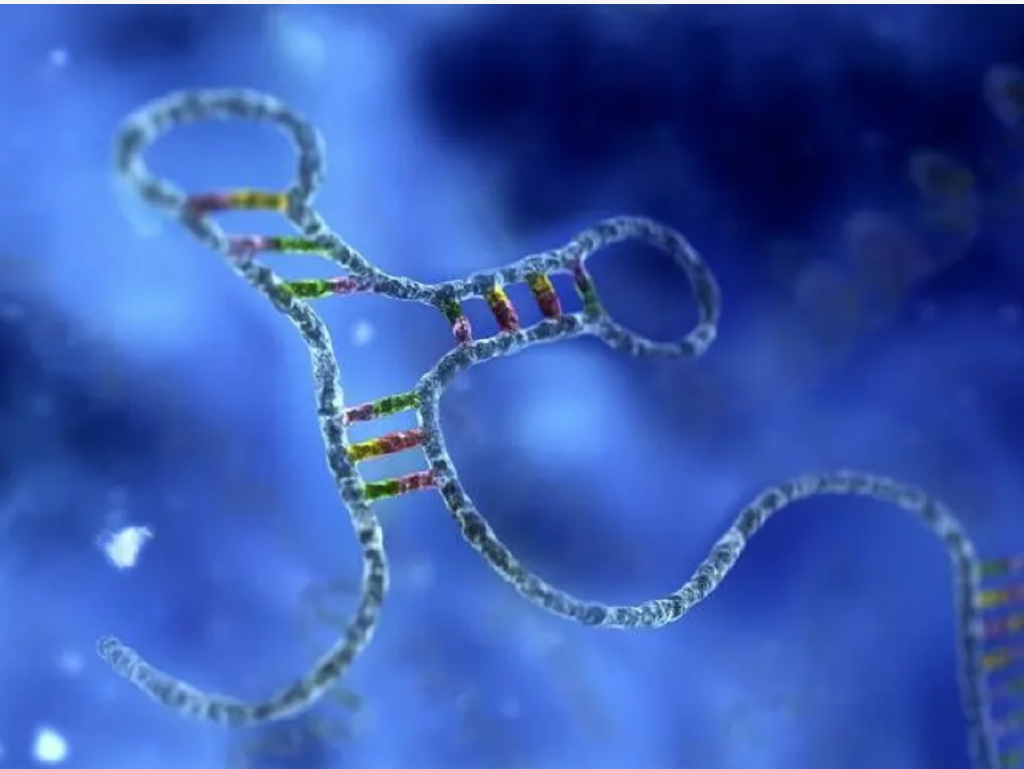 乙肝在研新药JNJ-3989，其靶区碱基核苷酸多态性，对抗原下降影响|触发器|多态性|核苷酸_新浪新闻