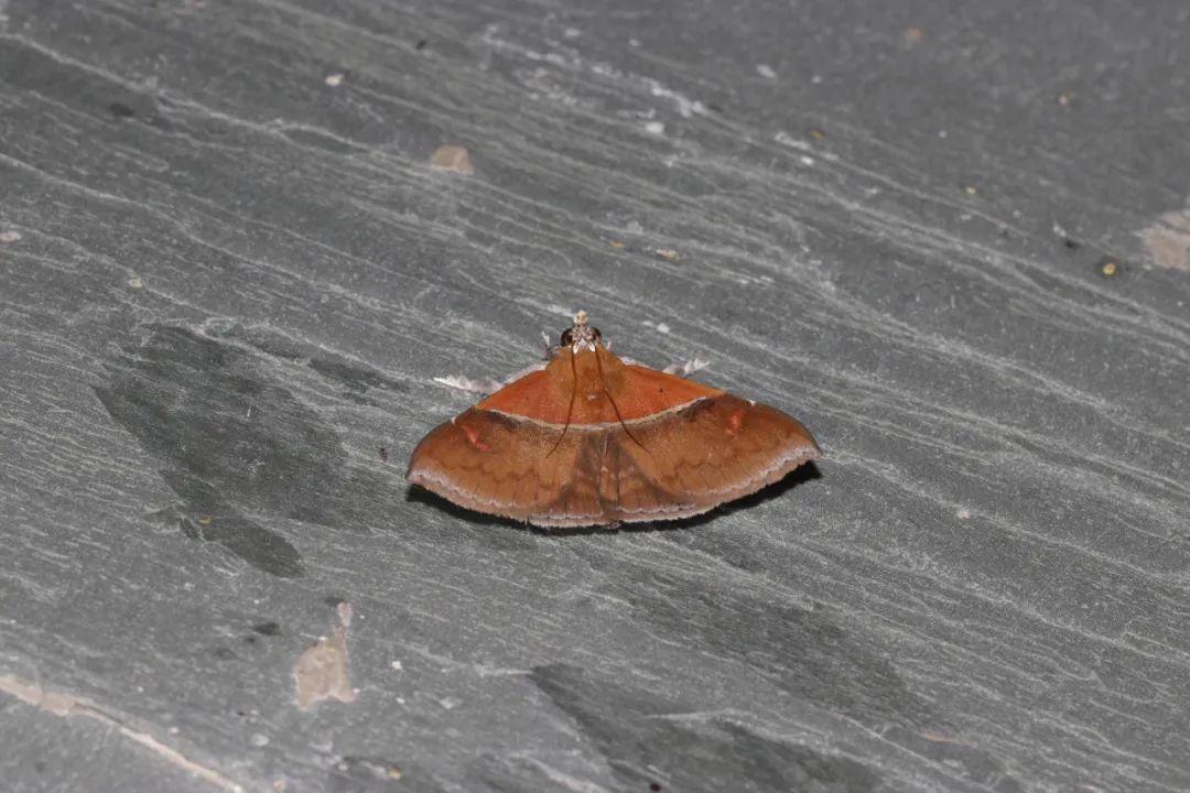 每天认识一种昆虫：半球盾蝽、王氏缺口青尺蛾...|地区|鳞翅目|云南_新浪新闻