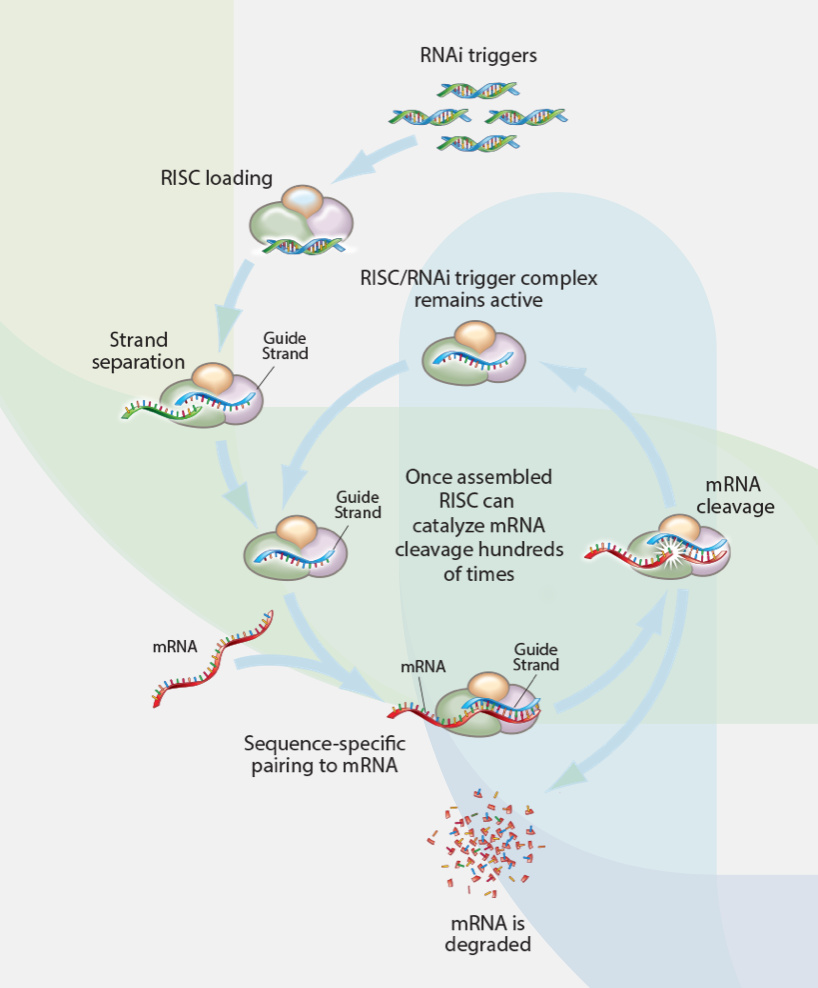 乙肝在研新药JNJ-3989，其靶区碱基核苷酸多态性，对抗原下降影响|触发器|多态性|核苷酸_新浪新闻