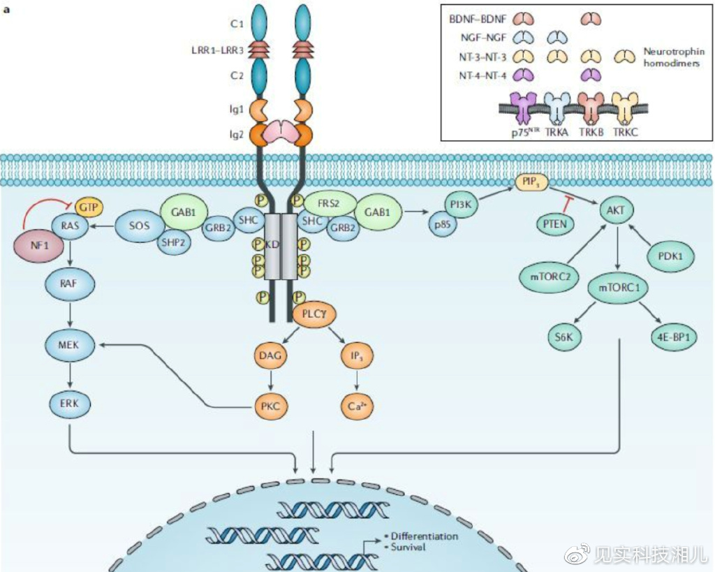 泛癌种“钻石”靶点NTRK基因检测（上）__财经头条