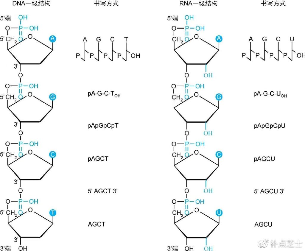 你听说过核苷酸链吗？带你了解核苷酸的一级结构