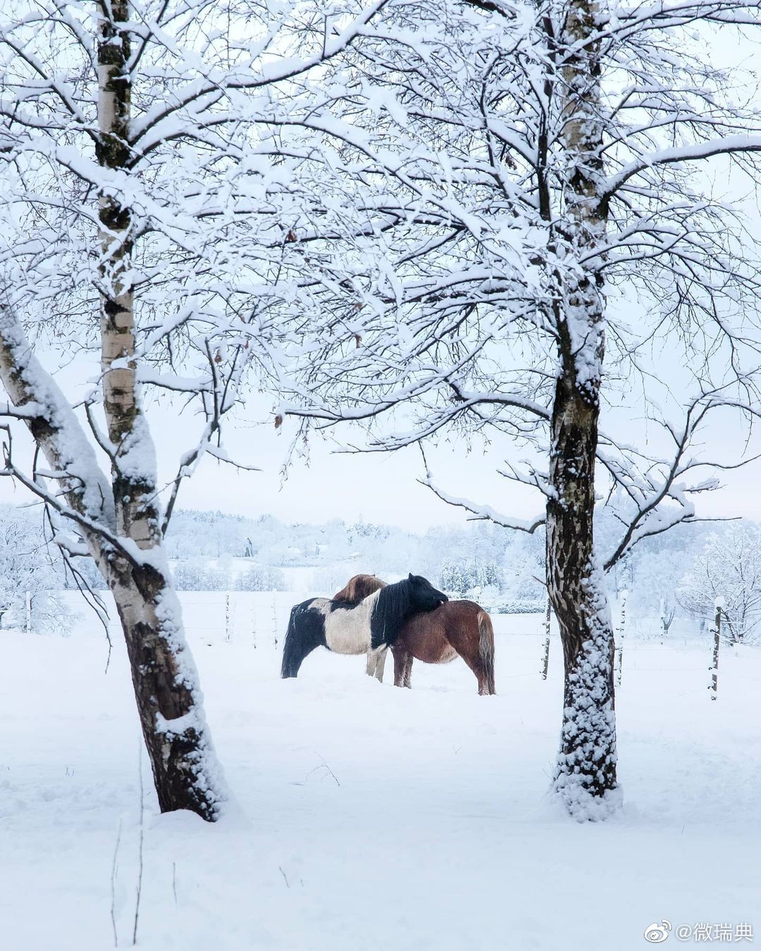 住在瑞典尼雪平的博主，拍下了雪中的动物们，好像童话世界！__财经头条
