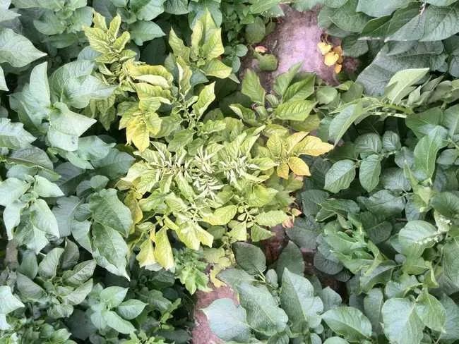 盘点影响植物生长的十大植物病毒