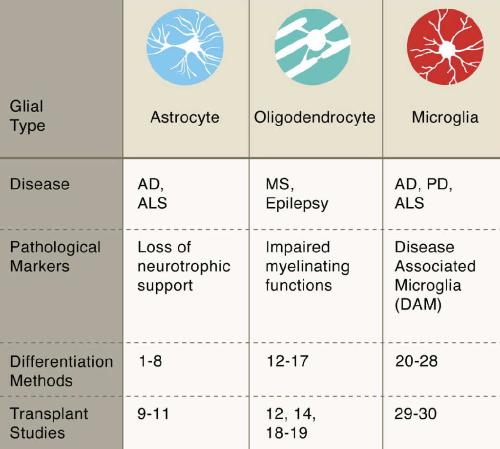 Front.aging neurosci综述：用于重建人脑的多能干细胞策略|多巴胺|亨廷顿|神经元_新浪新闻