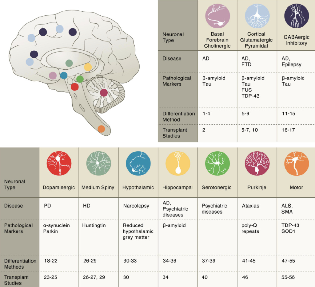 Front.aging neurosci综述：用于重建人脑的多能干细胞策略|多巴胺|亨廷顿|神经元_新浪新闻