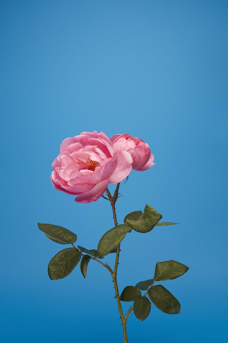 《英国玫瑰》 摄影师 卢克·斯蒂芬森( Luke Stephenson )