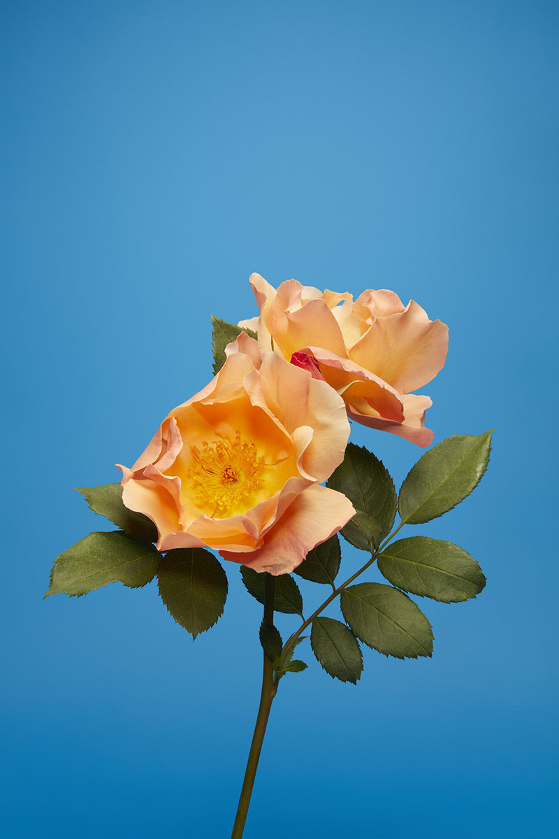 《英国玫瑰》 摄影师 卢克·斯蒂芬森( Luke Stephenson )