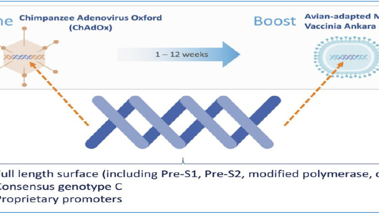 乙肝2022欧肝会后，Vaccitech及临床专家，点评治疗性疫苗VTP-300|受试者|抗原|乙肝_新浪新闻