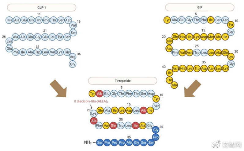400亿黄金赛道，GLP-1R靶点成为减重领域的新宠？|格鲁|诺和诺德|利拉_新浪新闻